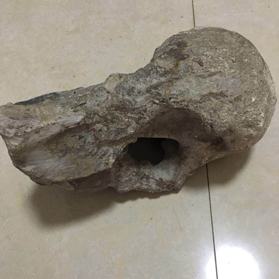 Skull Fossil - Fossil ID - The Fossil Forum
