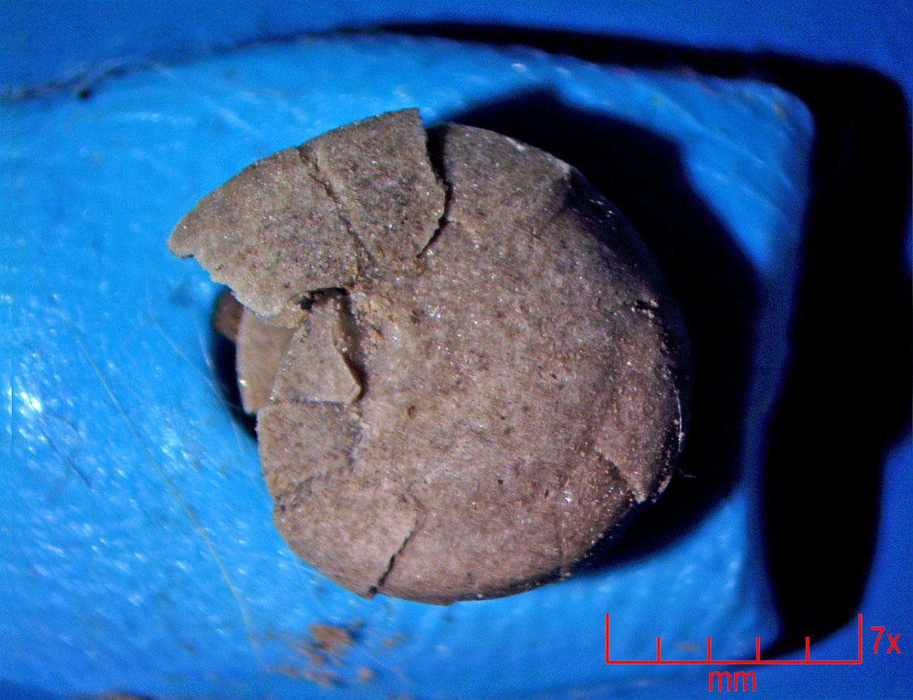 Nautiloids from the Permian Fort Apache Limestone - General Fossil ...