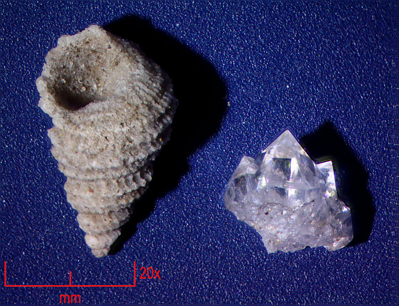 Our Final write up on Permian Fort Apache - Gastropods - Micro ...