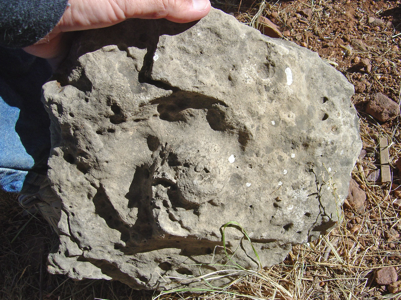 Latest finds from the Permian Ft. Apache Limestone - Straparollus ...
