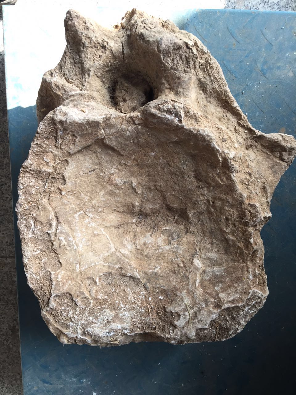 Dinosaur Vertebrae? - Fossil ID - The Fossil Forum