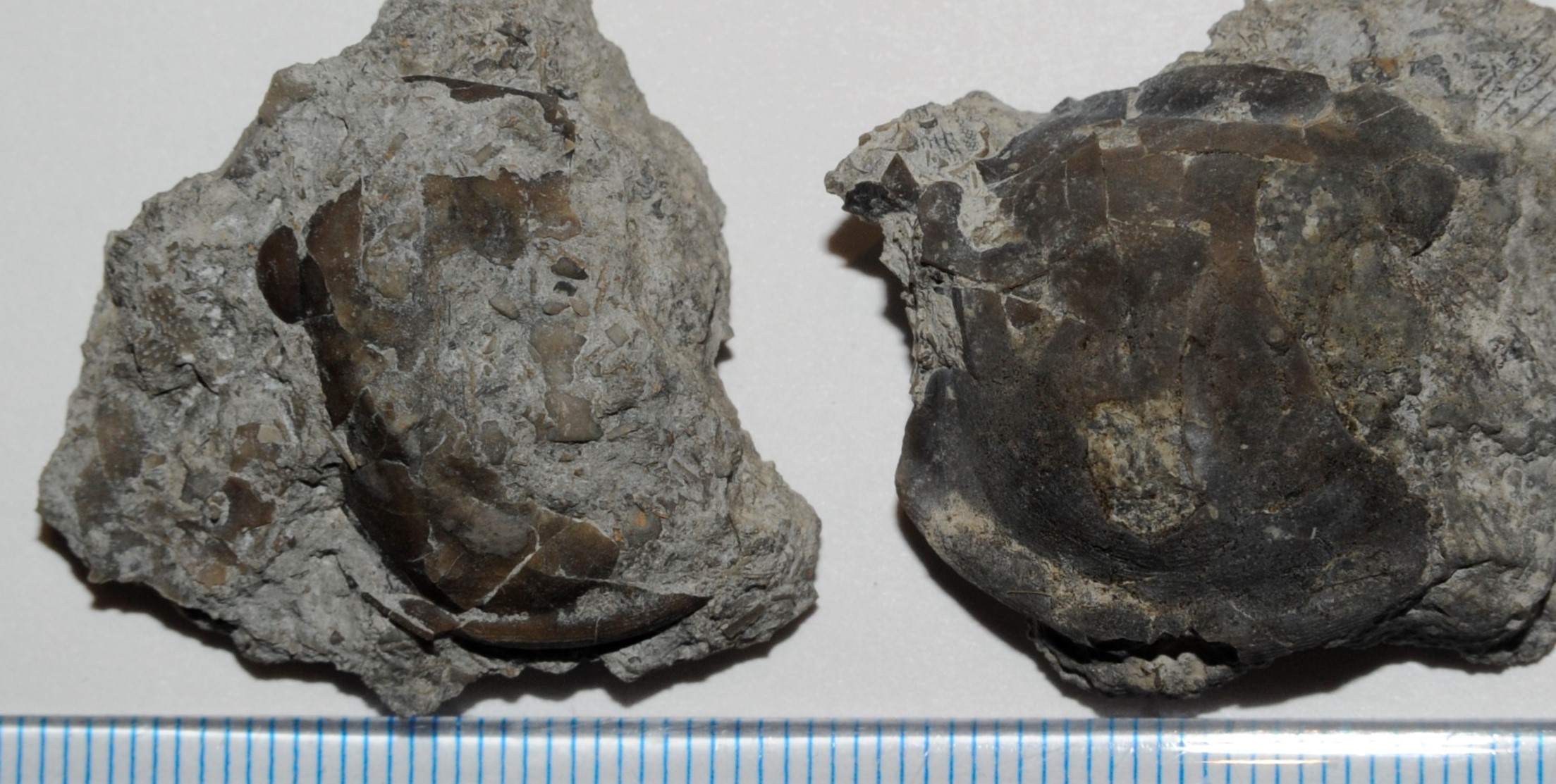 Trip to Arkona, Ontario - Fossil Hunting Trips - The Fossil Forum