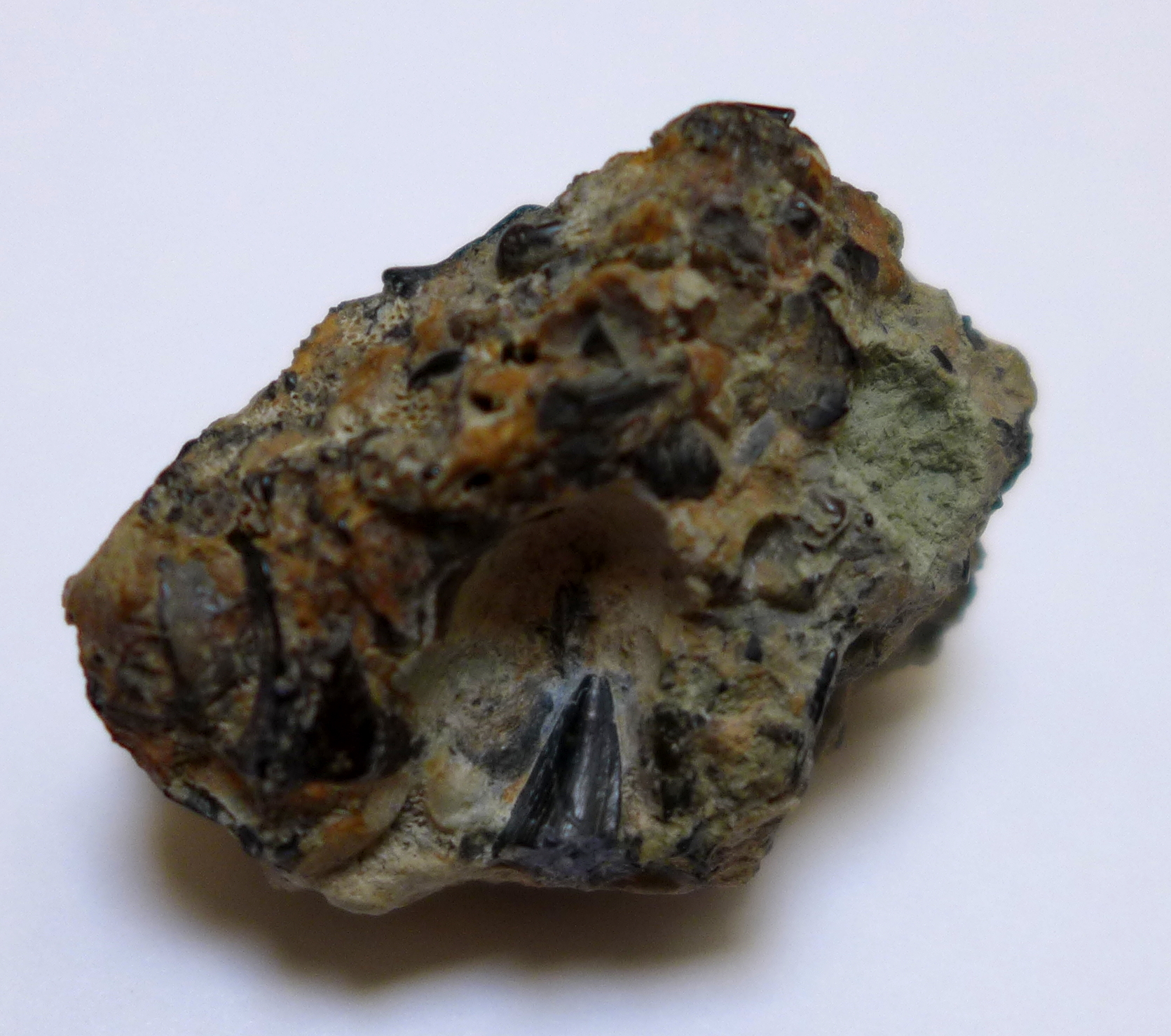 Baryonyx Tooth? - Fossil ID - The Fossil Forum