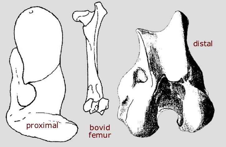 Leg bone - Fossil ID - The Fossil Forum