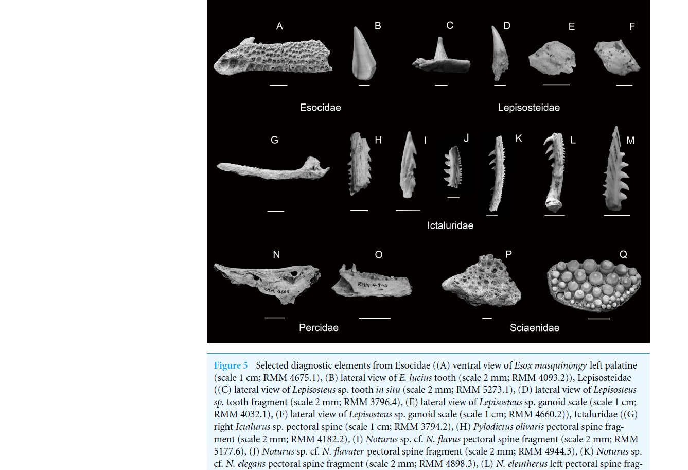 Fish Skull? - Fossil ID - The Fossil Forum