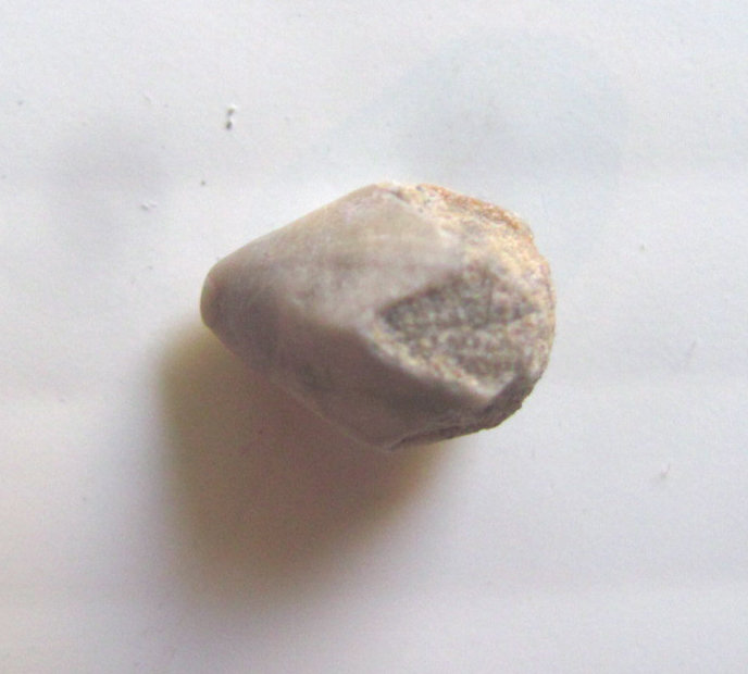 Pentremites Blastoid echinoderm fossil a.jpg - Member Collections - The ...