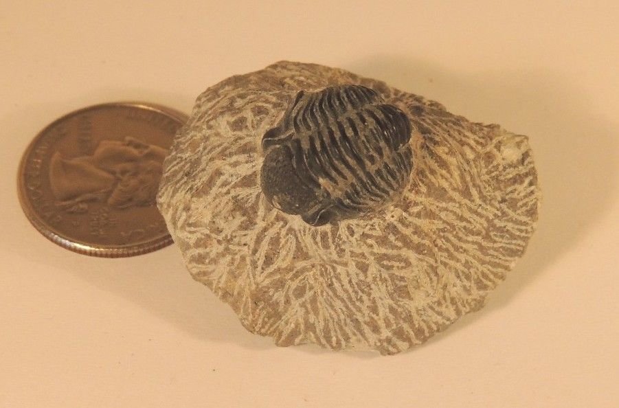 Phacops Trilobite Fossil, Morocco a.jpg - Member Collections - The ...