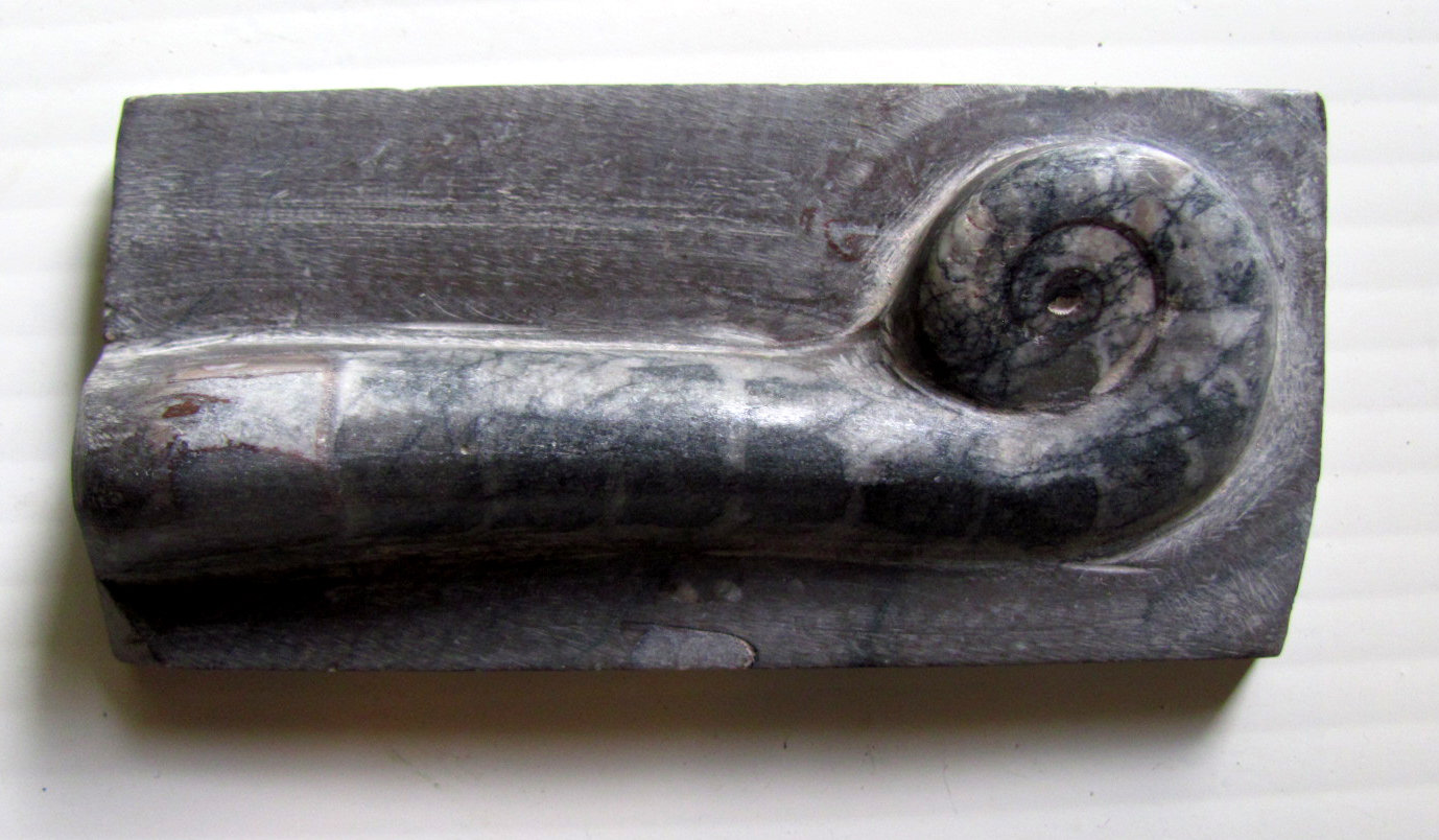 Lituites Fossil Specimen.jpg - Member Collections - The Fossil Forum