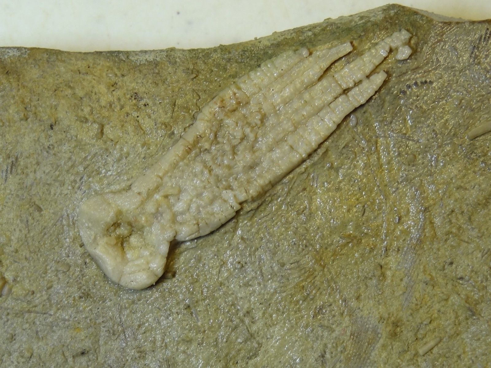 Crinoids - Phanocrinus formosus a.jpg - Member Collections - The Fossil ...