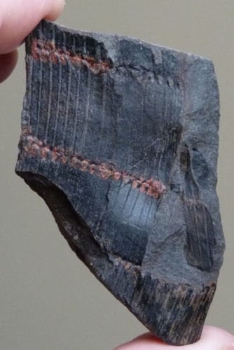 FOSSIL STEM CALAMITES CARBONIFEROUS BELGIUM a.jpg - Member Collections ...