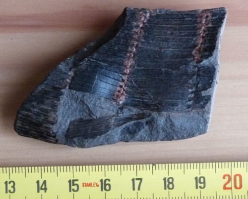 FOSSIL STEM CALAMITES CARBONIFEROUS BELGIUM a.jpg - Member Collections ...