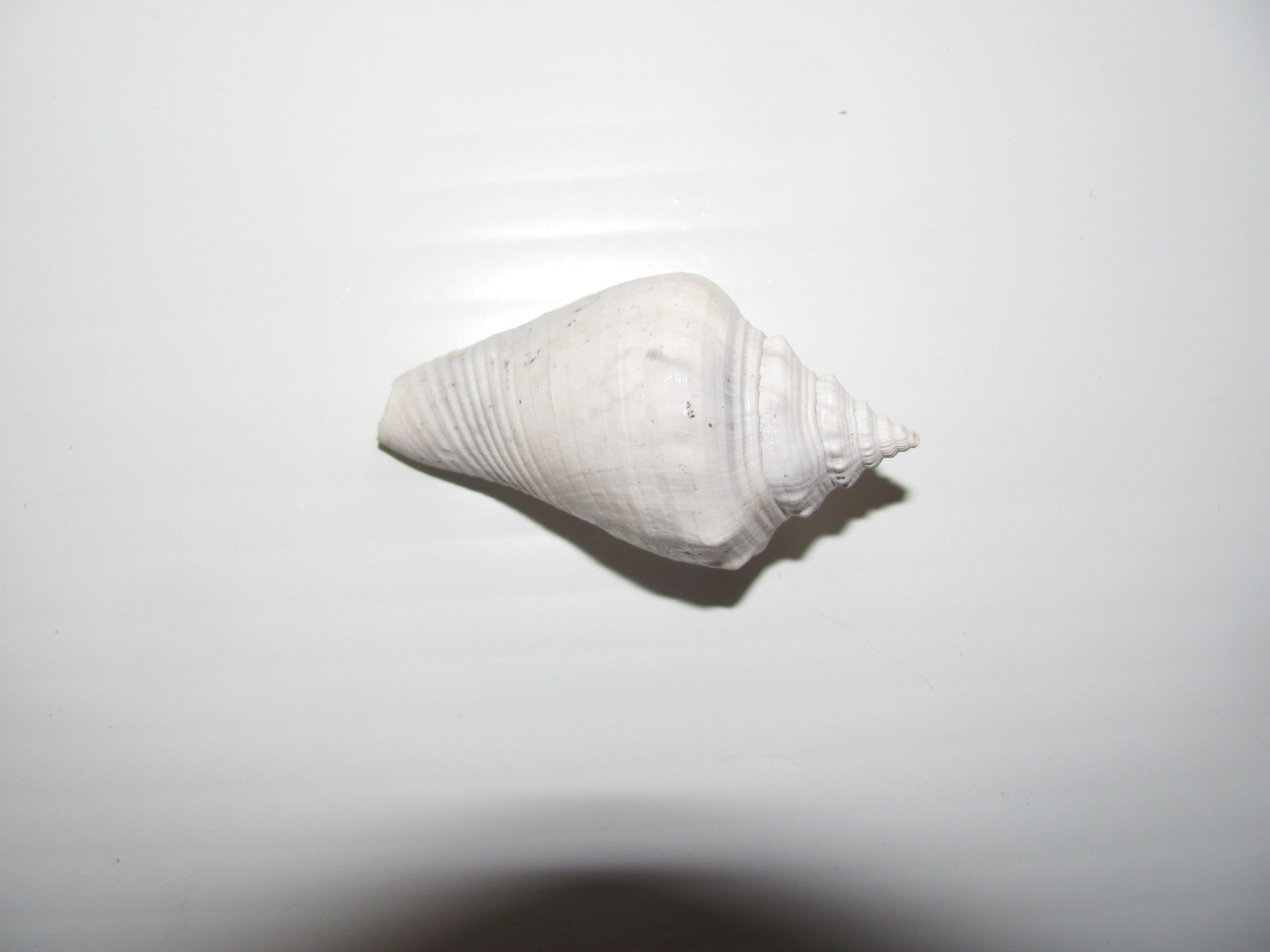 Strombus alatus Gastropod fossil.JPG - Member Collections - The Fossil ...
