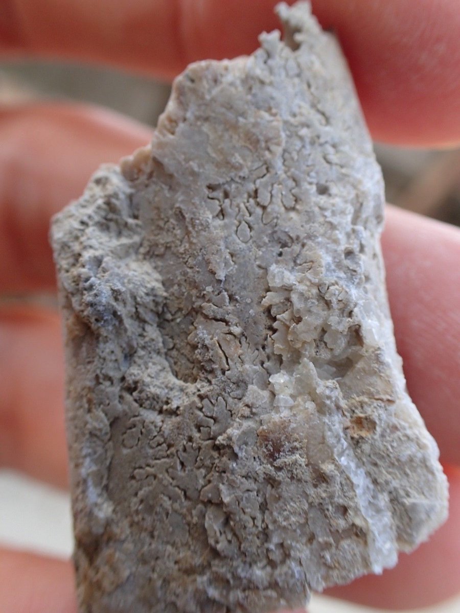 small BACULITE A.jpg - Member Collections - The Fossil Forum
