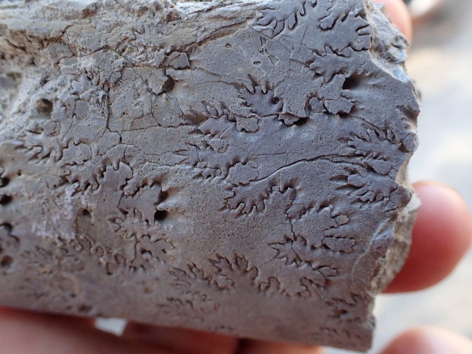 LARGE BACULITE FOSSIL A.jpg - Member Collections - The Fossil Forum