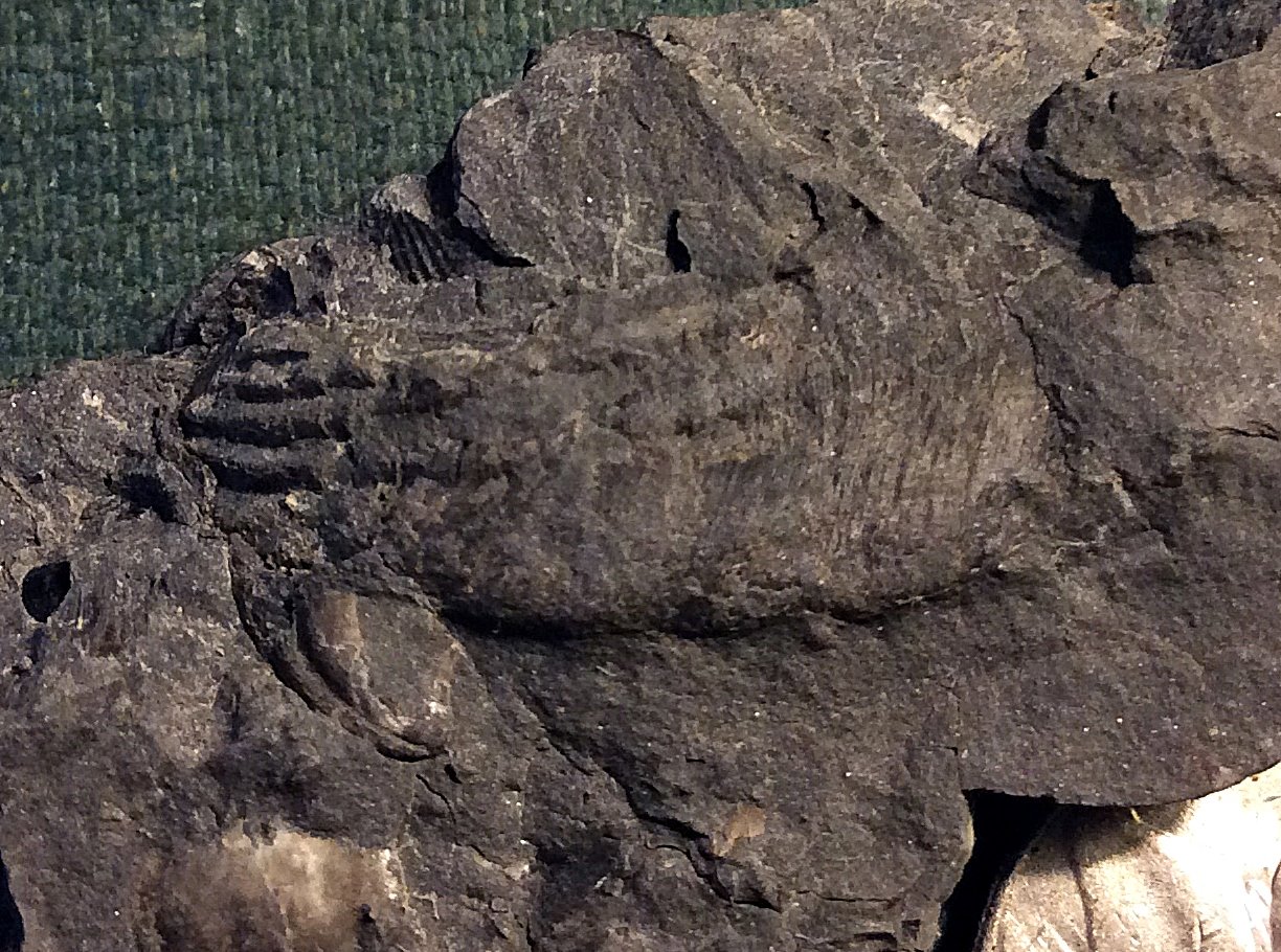 Conularid from the Marcellus Shale - Member Collections - The Fossil Forum