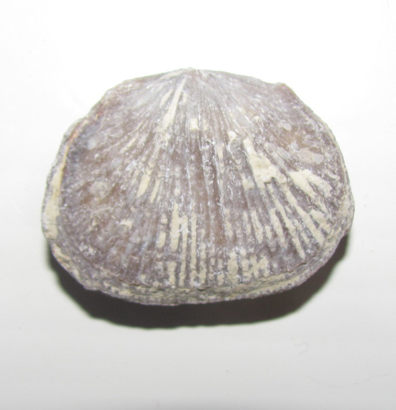 Orthostrophia strophomenoides parva Brachiopod a.jpg - Member ...