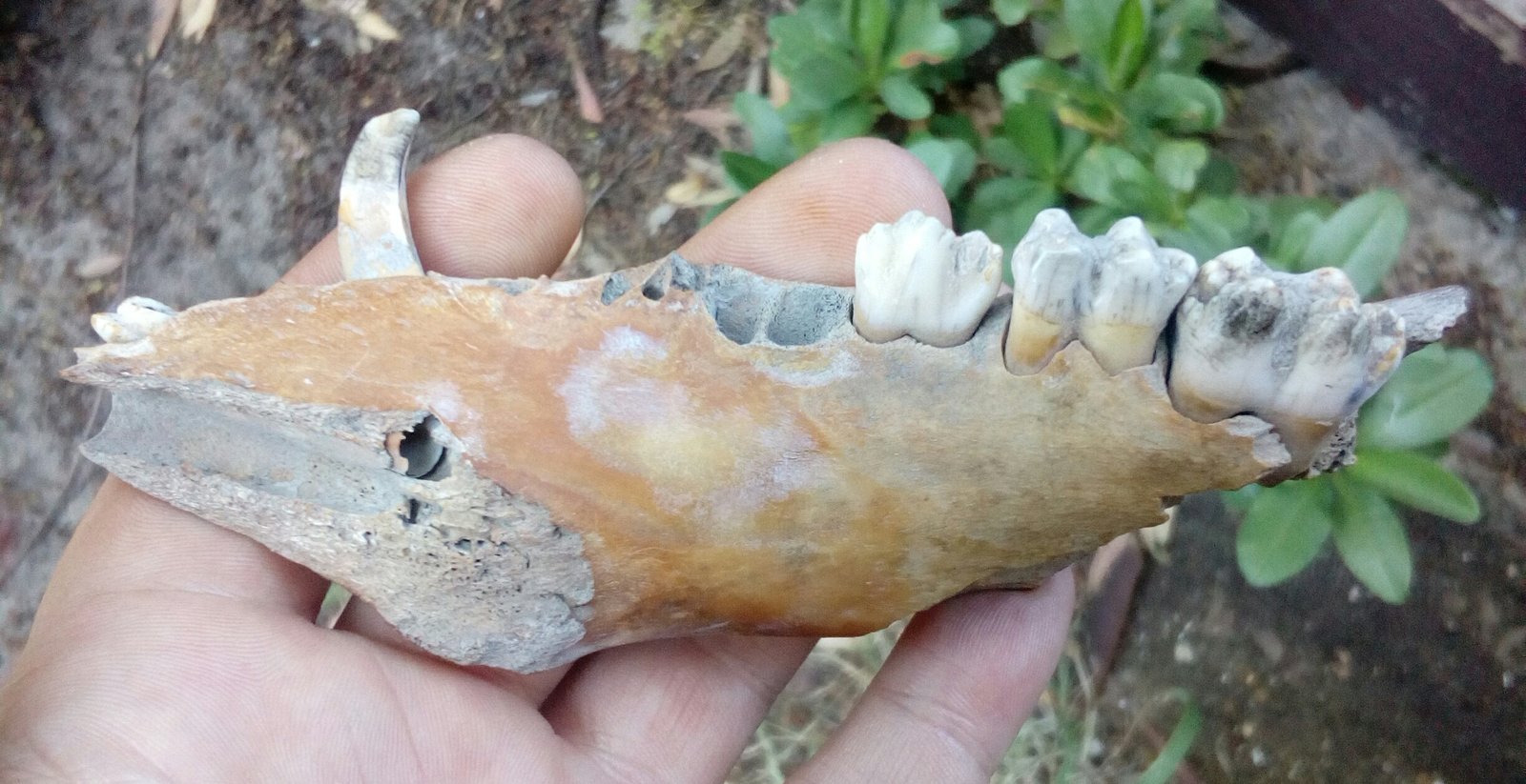 Sus scrofa jaw from Pleistocene Russia. - Member Collections - The ...