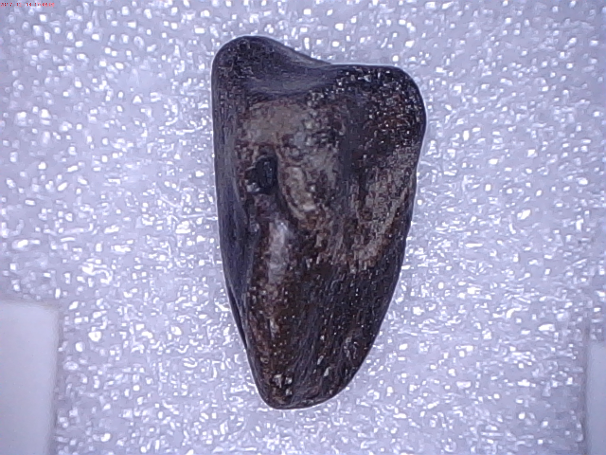 Claw ID Help - Bouldnor Formation, UK - Fossil ID - The Fossil Forum