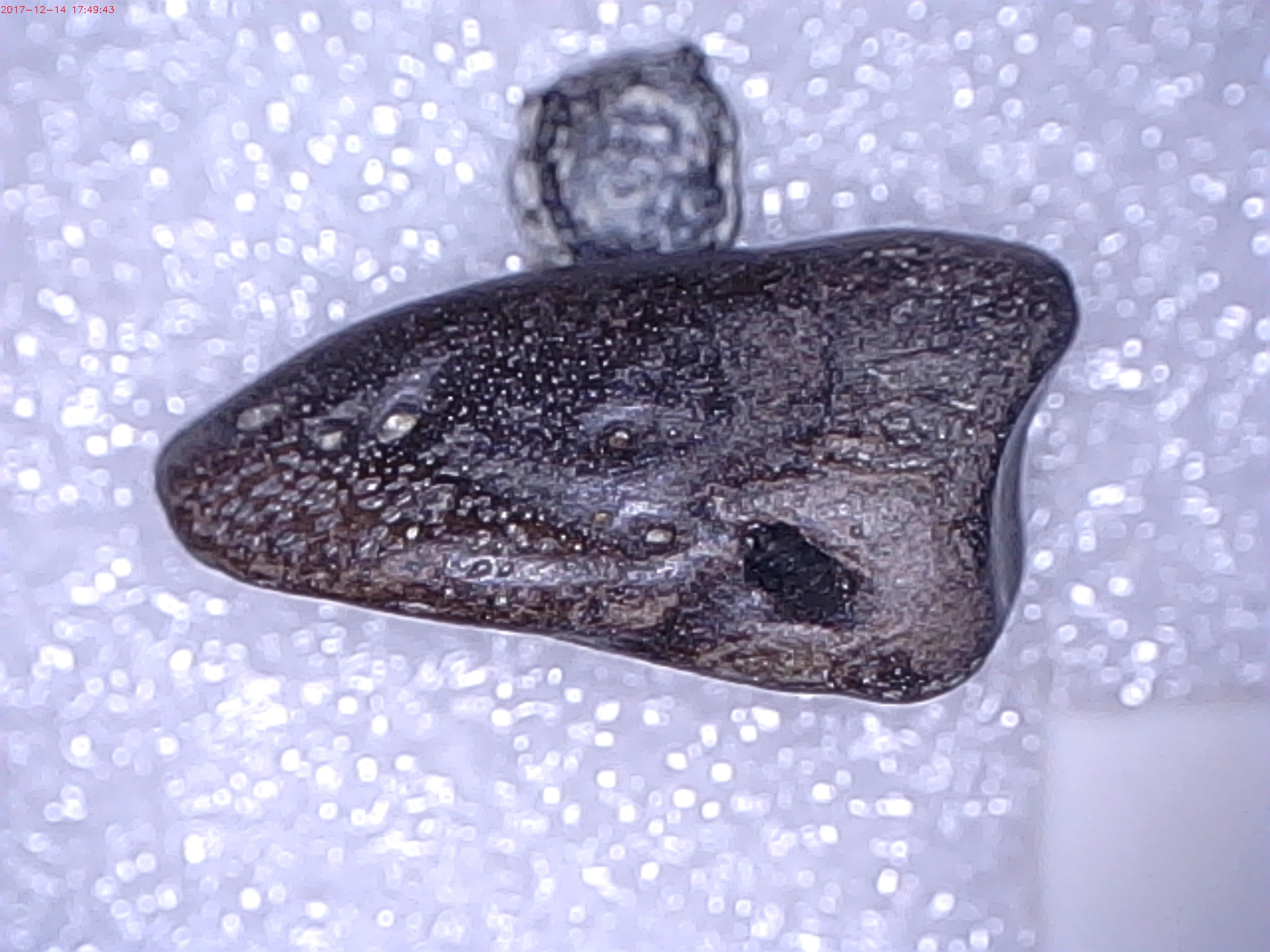 Claw ID Help - Bouldnor Formation, UK - Fossil ID - The Fossil Forum