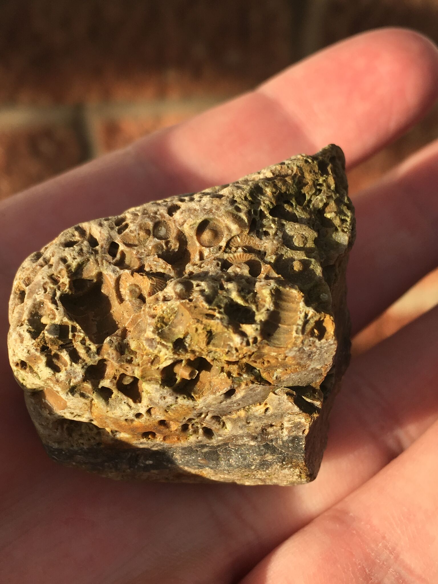 Fossil found in garden - Fossil ID - The Fossil Forum