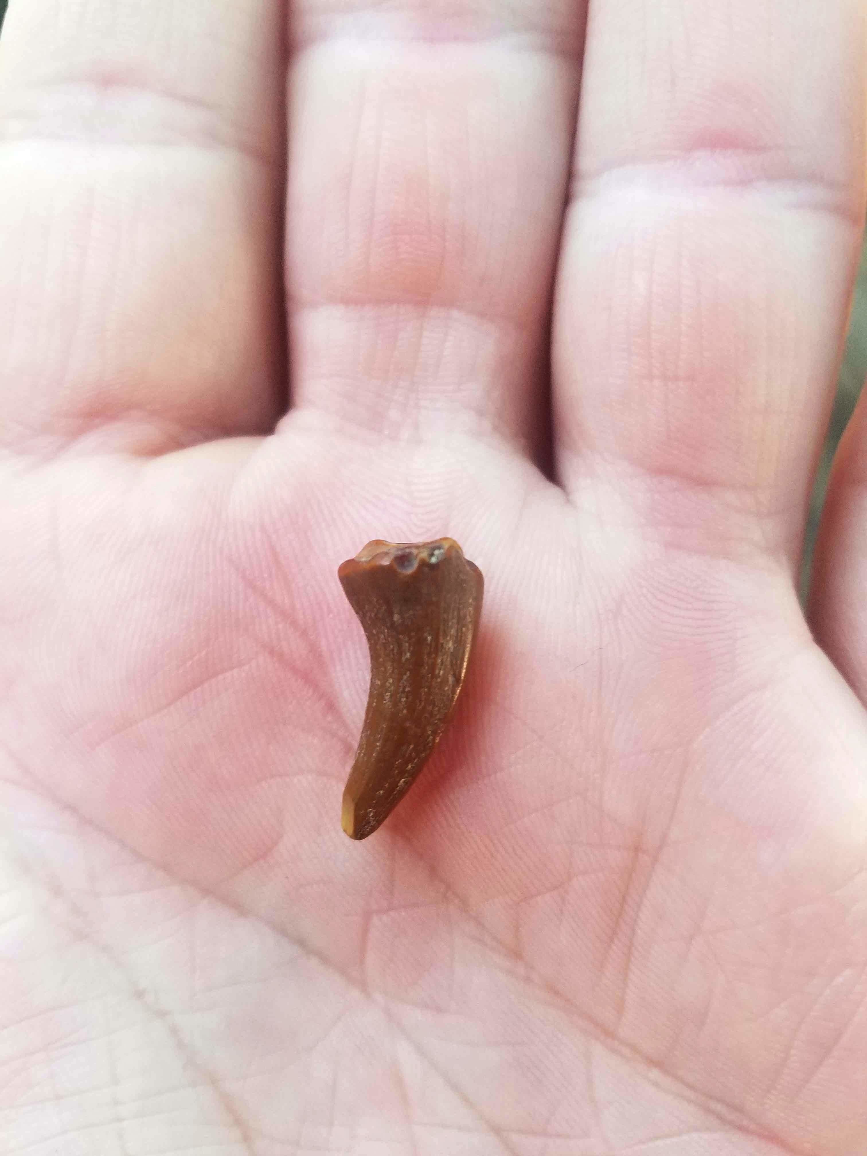 Texas Fossil Teeth & Native Artifacts! - Member Collections - The ...