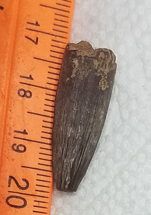 Eagle Ford Flags Shark/Fish Tooth? - Fossil ID - The Fossil Forum