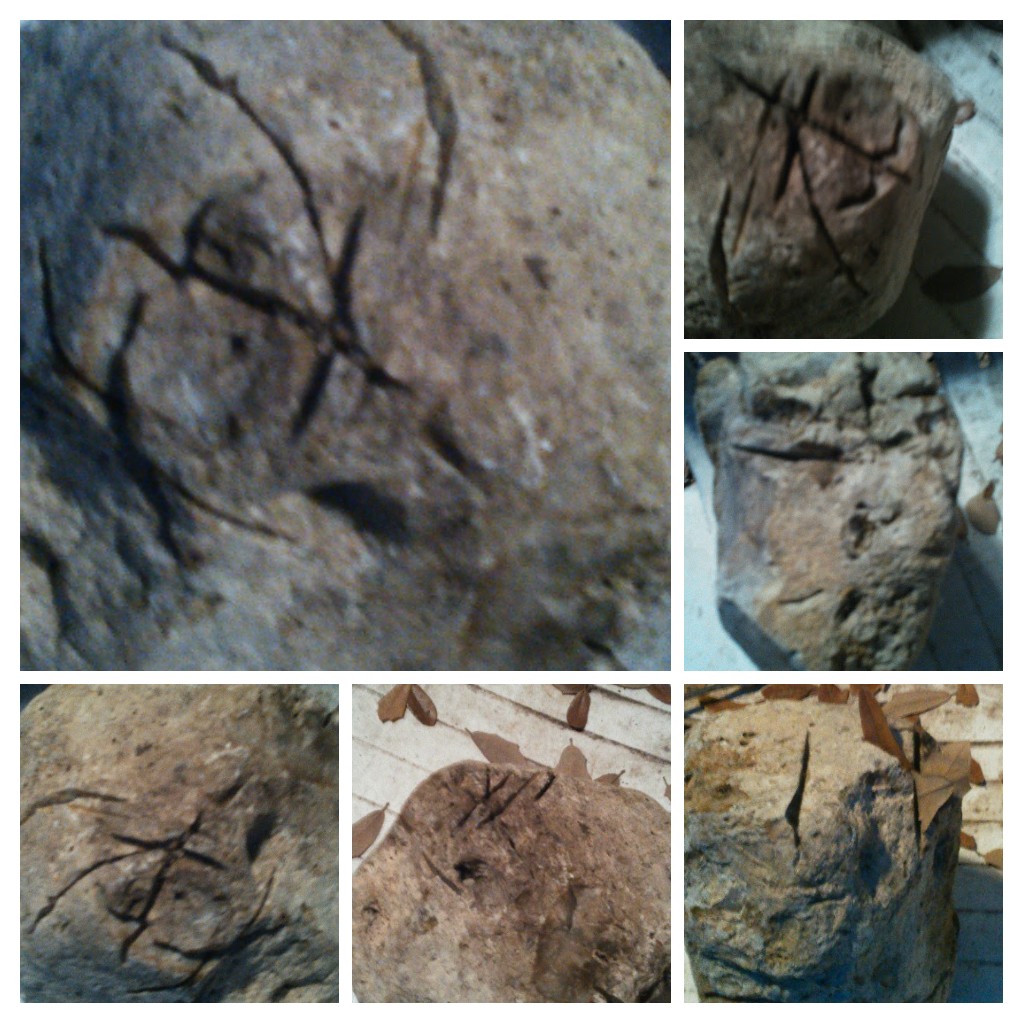 Rock with deep cuts - Fossil ID - The Fossil Forum