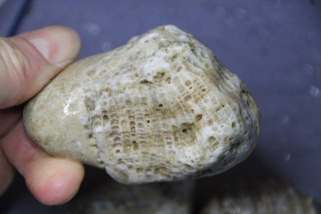 Lake Michigan Fossil ID - Fossil ID - The Fossil Forum