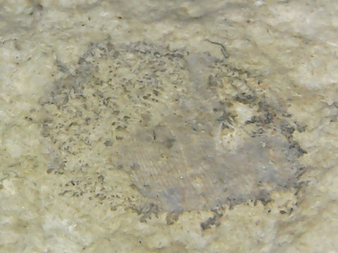 Carboniferous- Permian fishes for ID - Fossil ID - The Fossil Forum