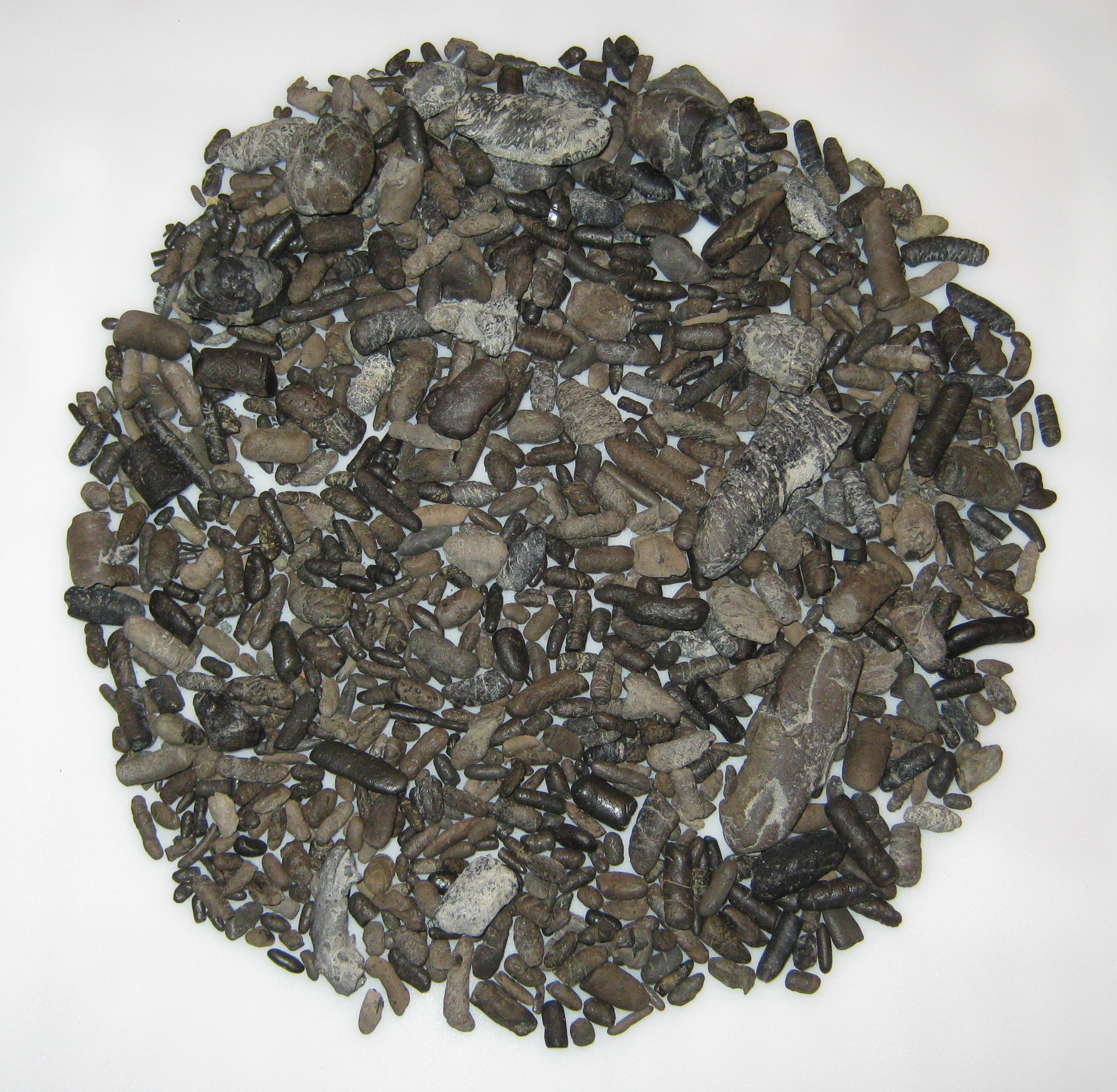 Shark, ray, and bony fish coprolites from an early Eocene marine site ...