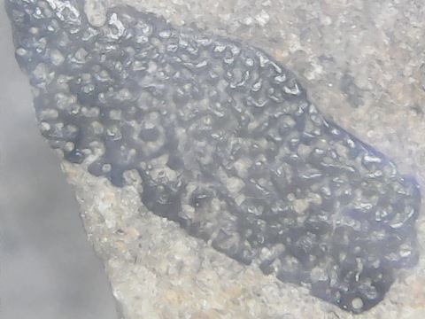 Carboniferous- Permian fishes for ID - Fossil ID - The Fossil Forum