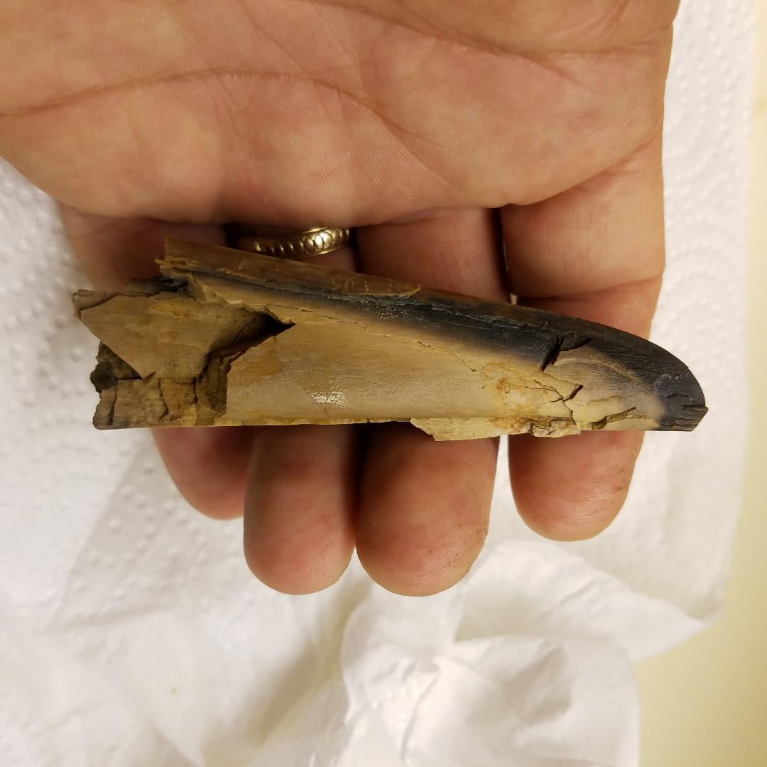 Butvar questions - Fossil Preparation - The Fossil Forum
