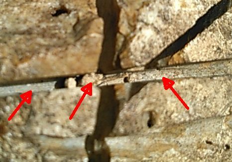 Rock with deep cuts - Fossil ID - The Fossil Forum