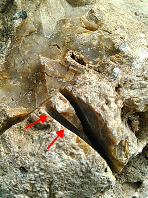 Rock with deep cuts - Fossil ID - The Fossil Forum