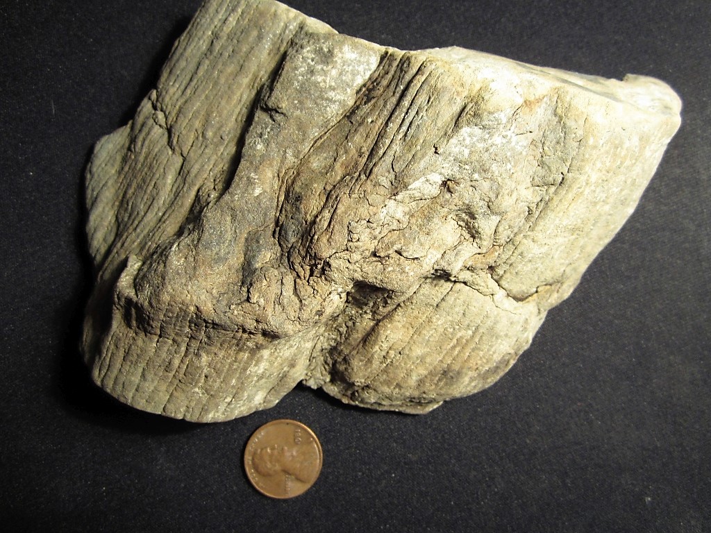 palm tree bark? - Fossil ID - The Fossil Forum