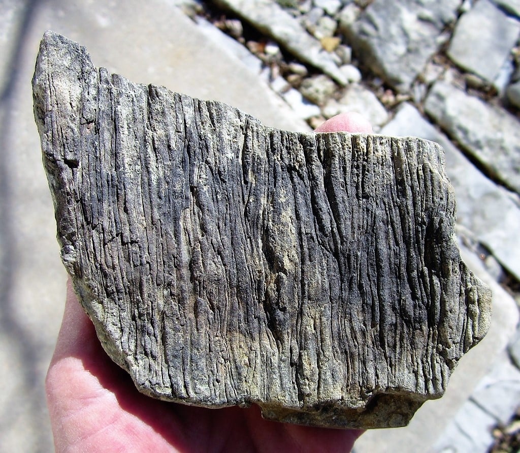 palm tree bark? - Fossil ID - The Fossil Forum