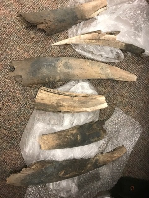 Cleaning Mammoth Tusk Pieces - Fossil Preparation - The Fossil Forum