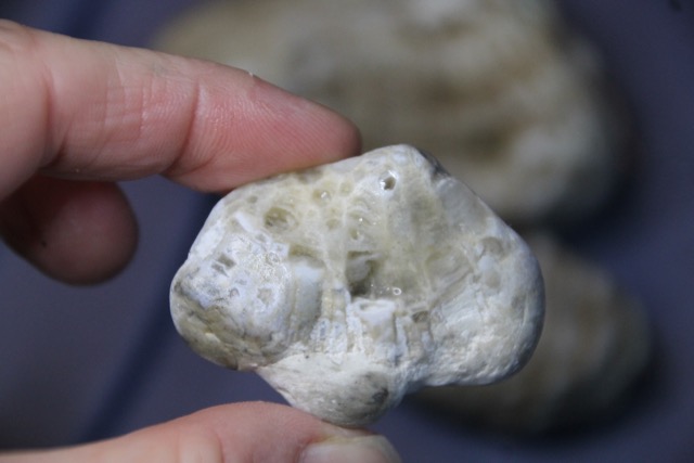 Lake Michigan Fossil ID - Fossil ID - The Fossil Forum