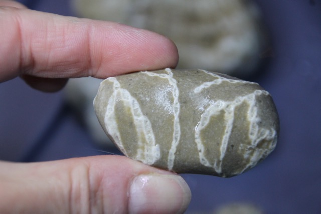 Lake Michigan Fossil ID - Fossil ID - The Fossil Forum