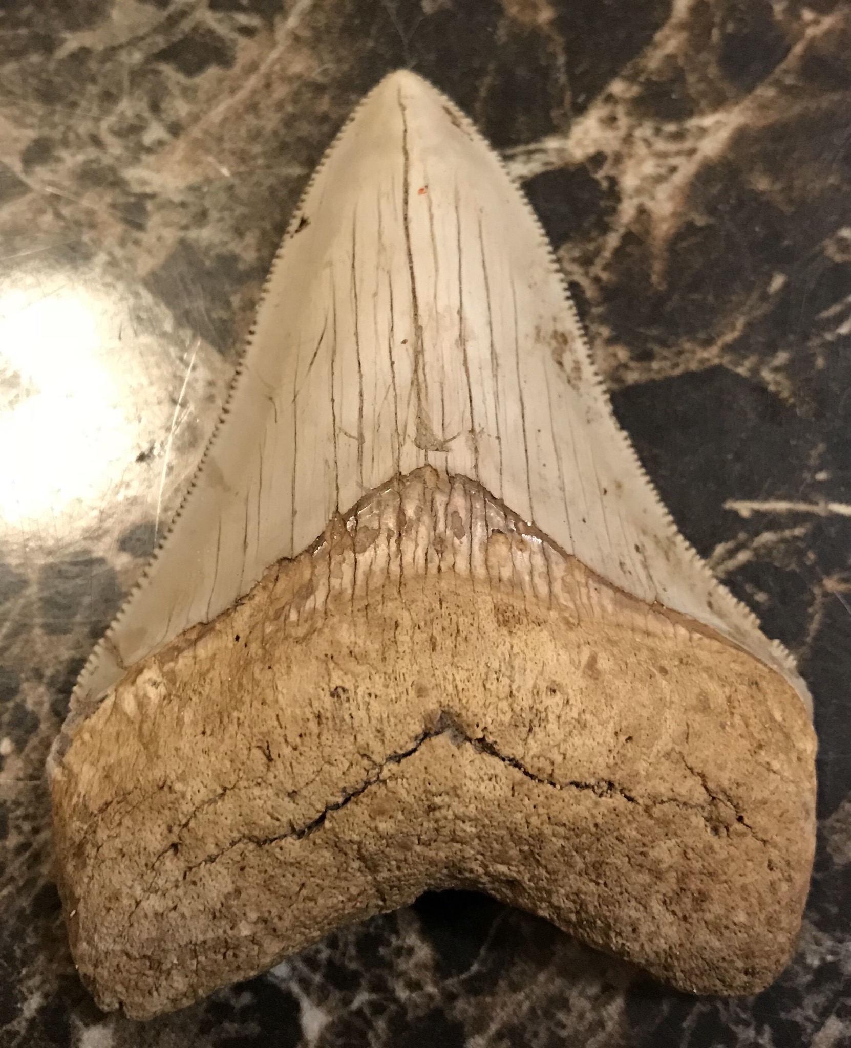 Help with location of this Meg tooth. - Fossil ID - The Fossil Forum