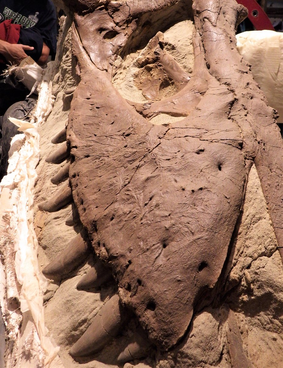 T-rex Skull Untombed - Fossil Preparation - The Fossil Forum