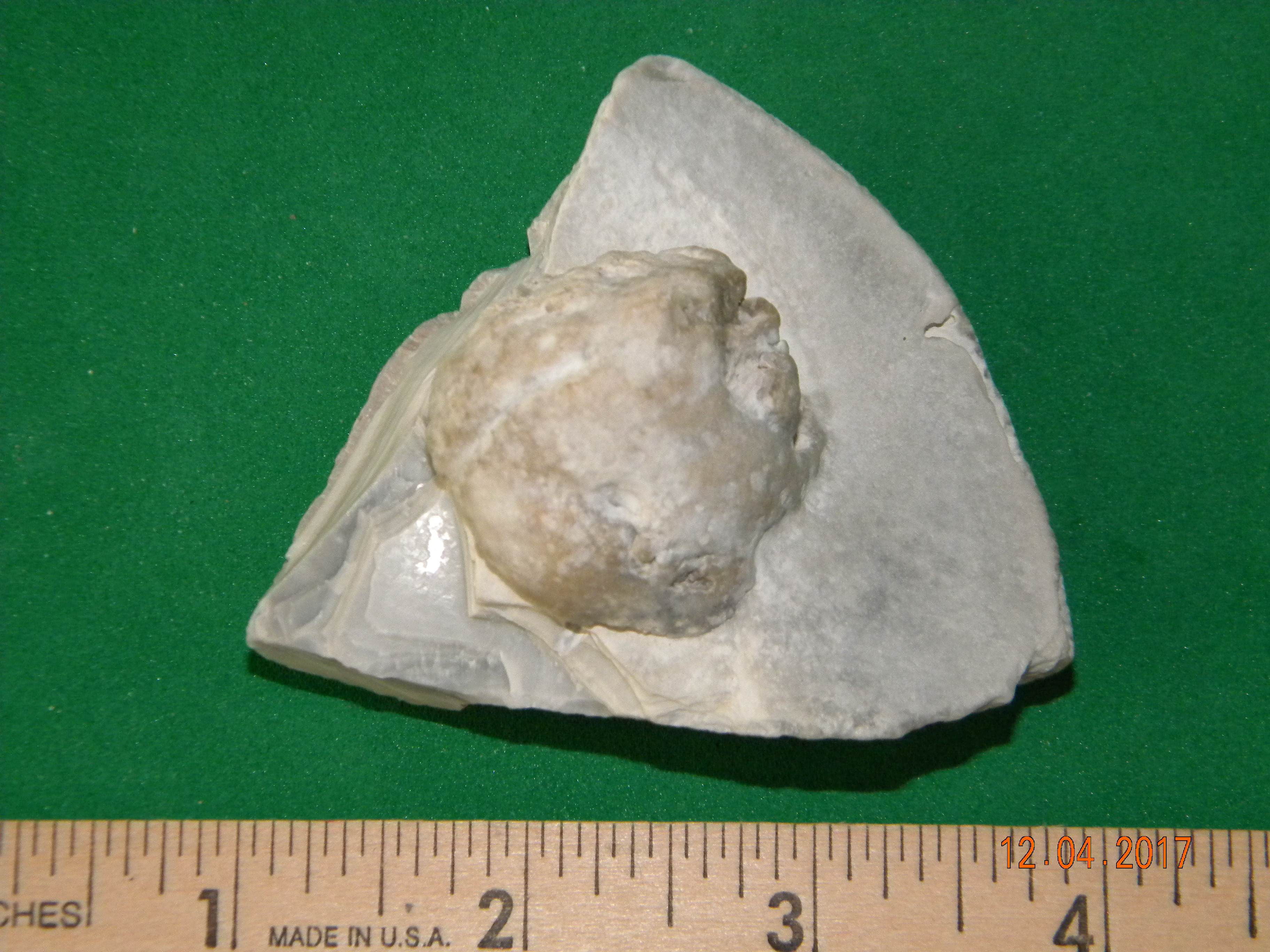 Blister Pearls - Fossil ID - The Fossil Forum