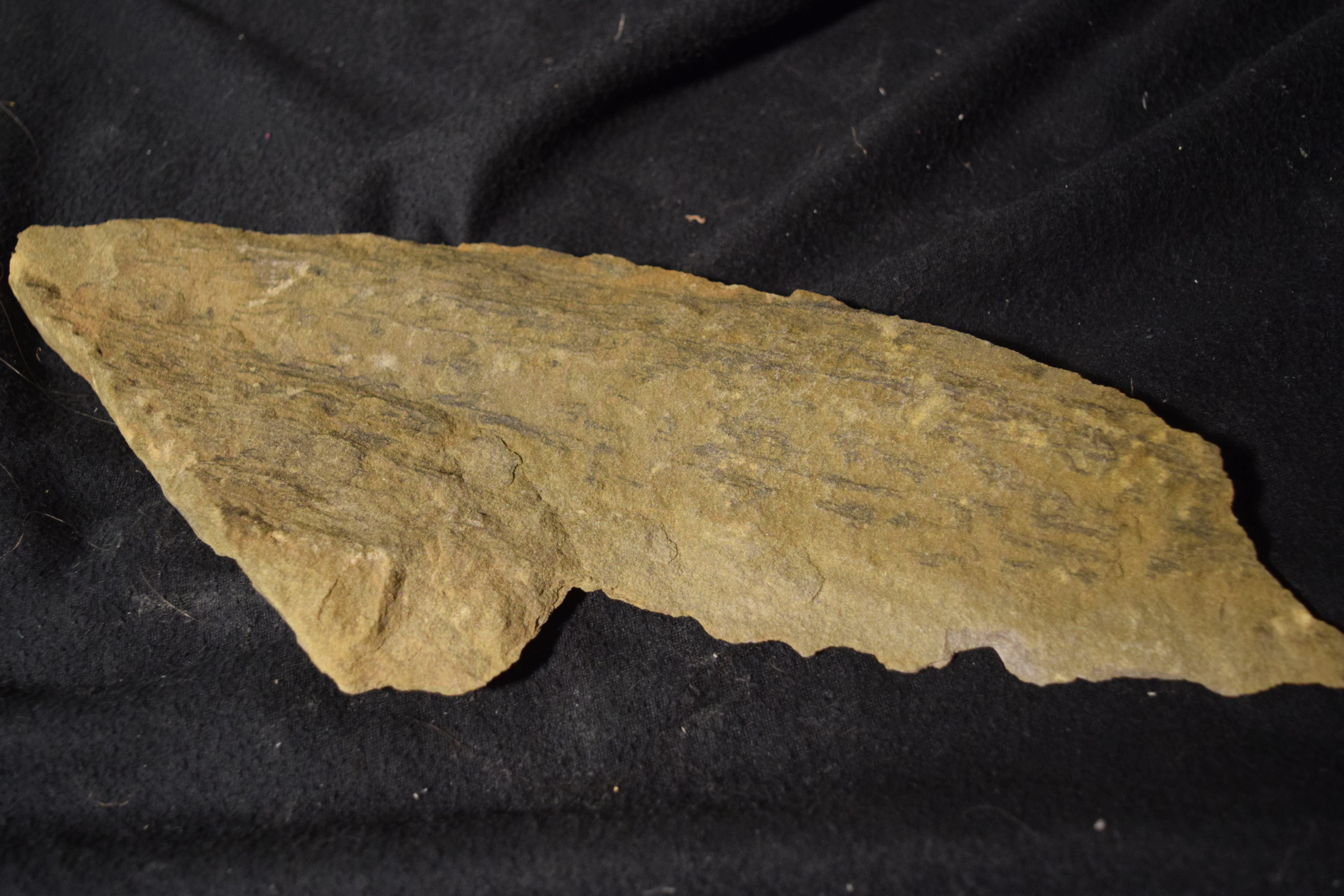 Gilboa NY area Devonian tree fossil - Fossil Hunting Trips - The Fossil ...