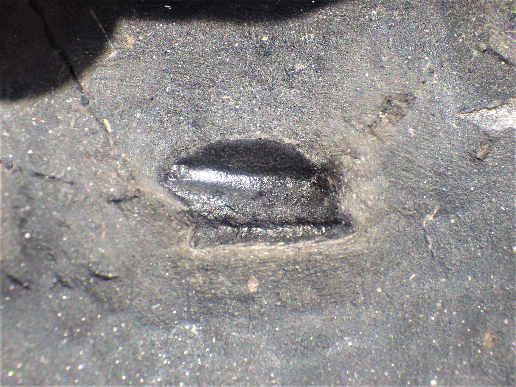 Mystery Petalodont - Fossil ID - The Fossil Forum