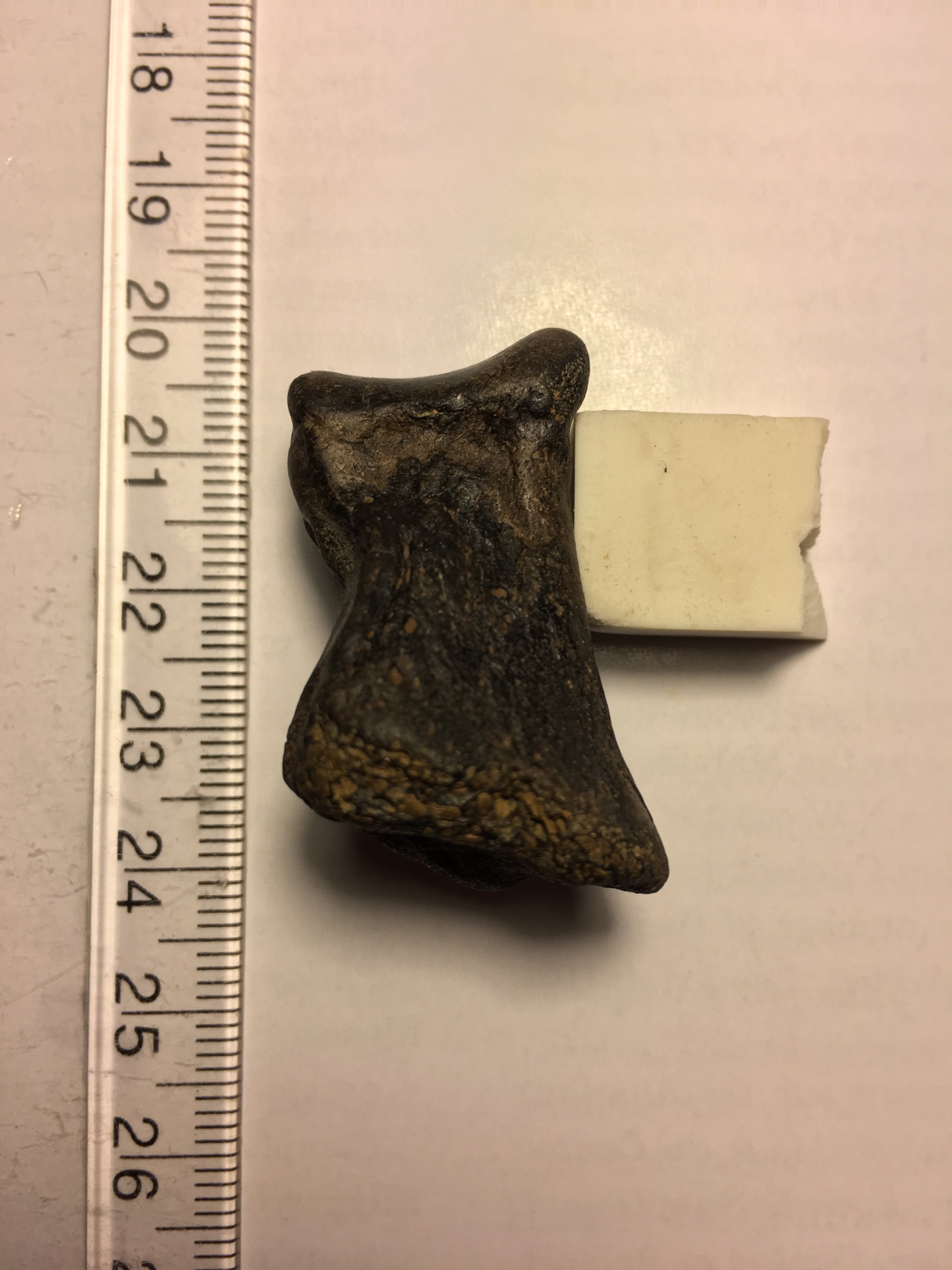 Bouldnor Cliff Phalange - Fossil ID - The Fossil Forum