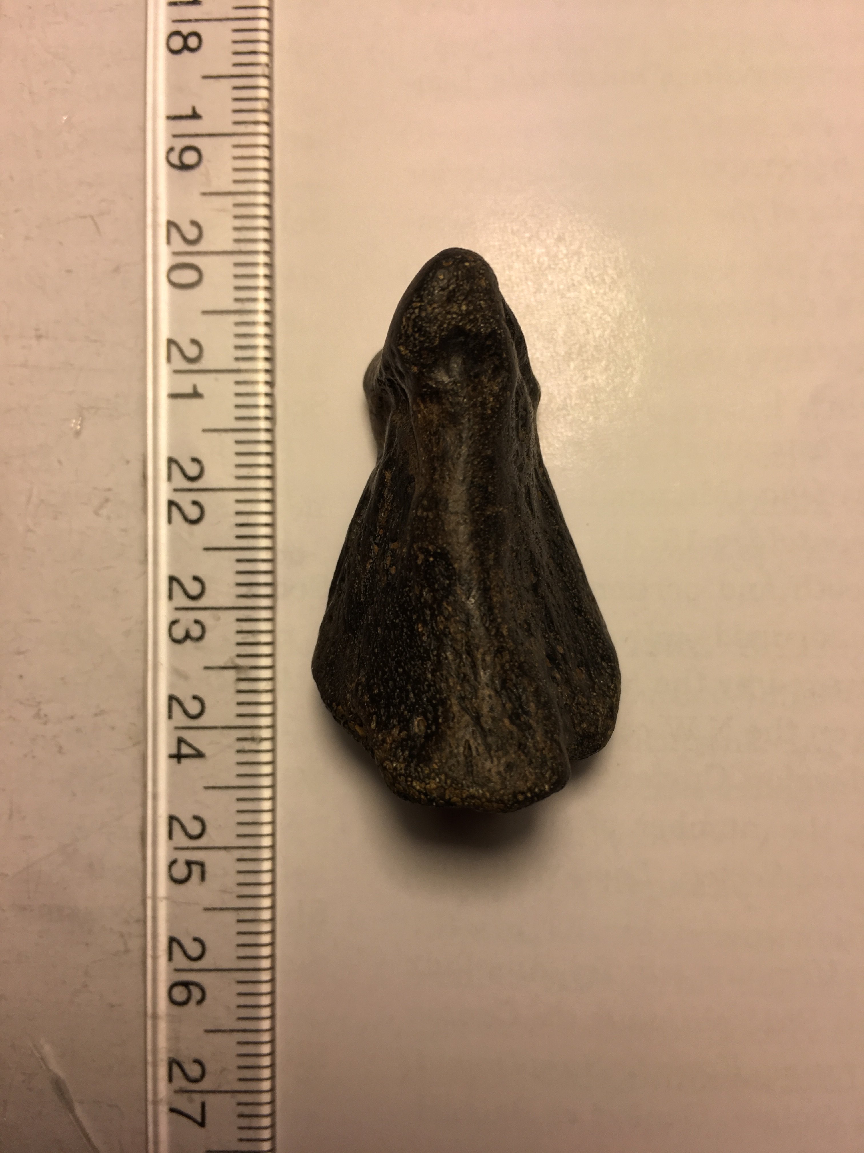 Bouldnor Cliff Phalange - Fossil ID - The Fossil Forum