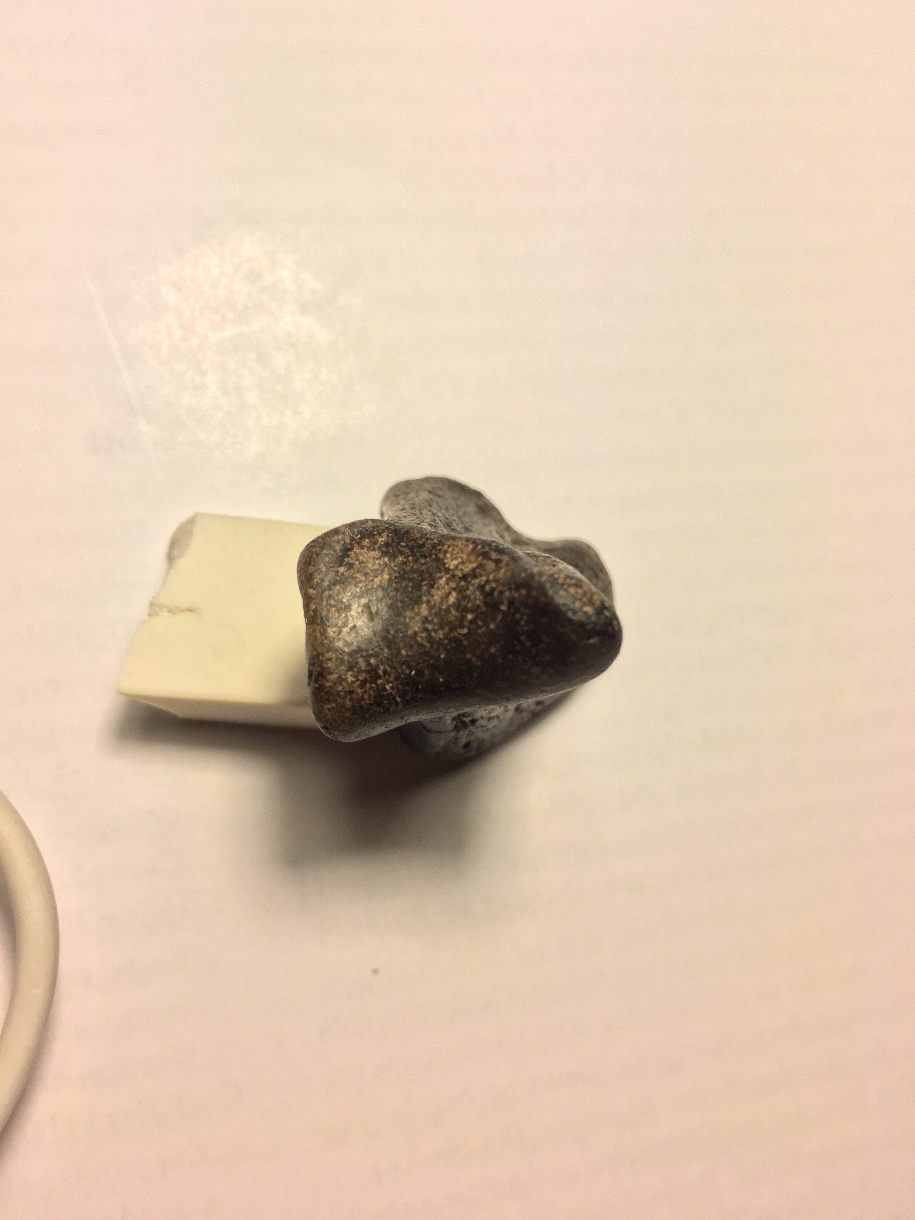 Bouldnor Cliff Phalange - Fossil ID - The Fossil Forum