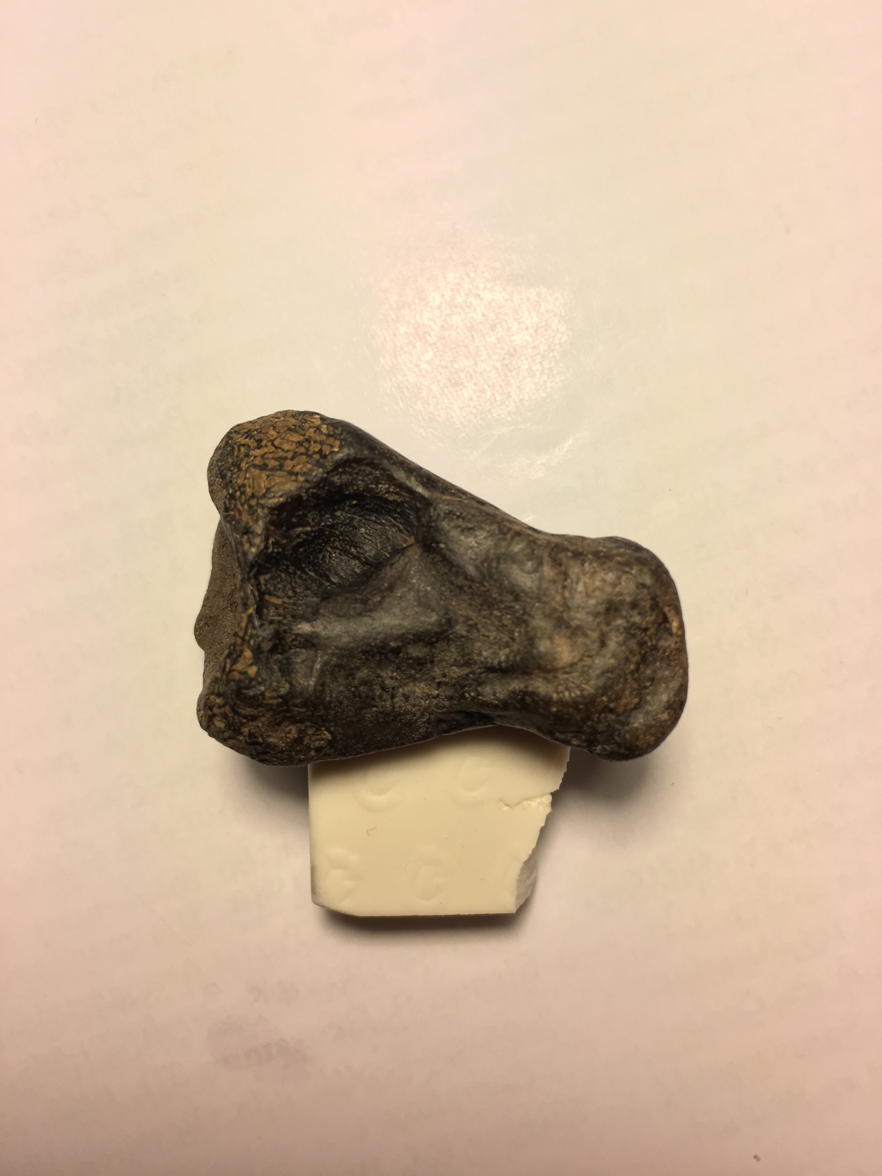 Bouldnor Cliff Phalange - Fossil ID - The Fossil Forum