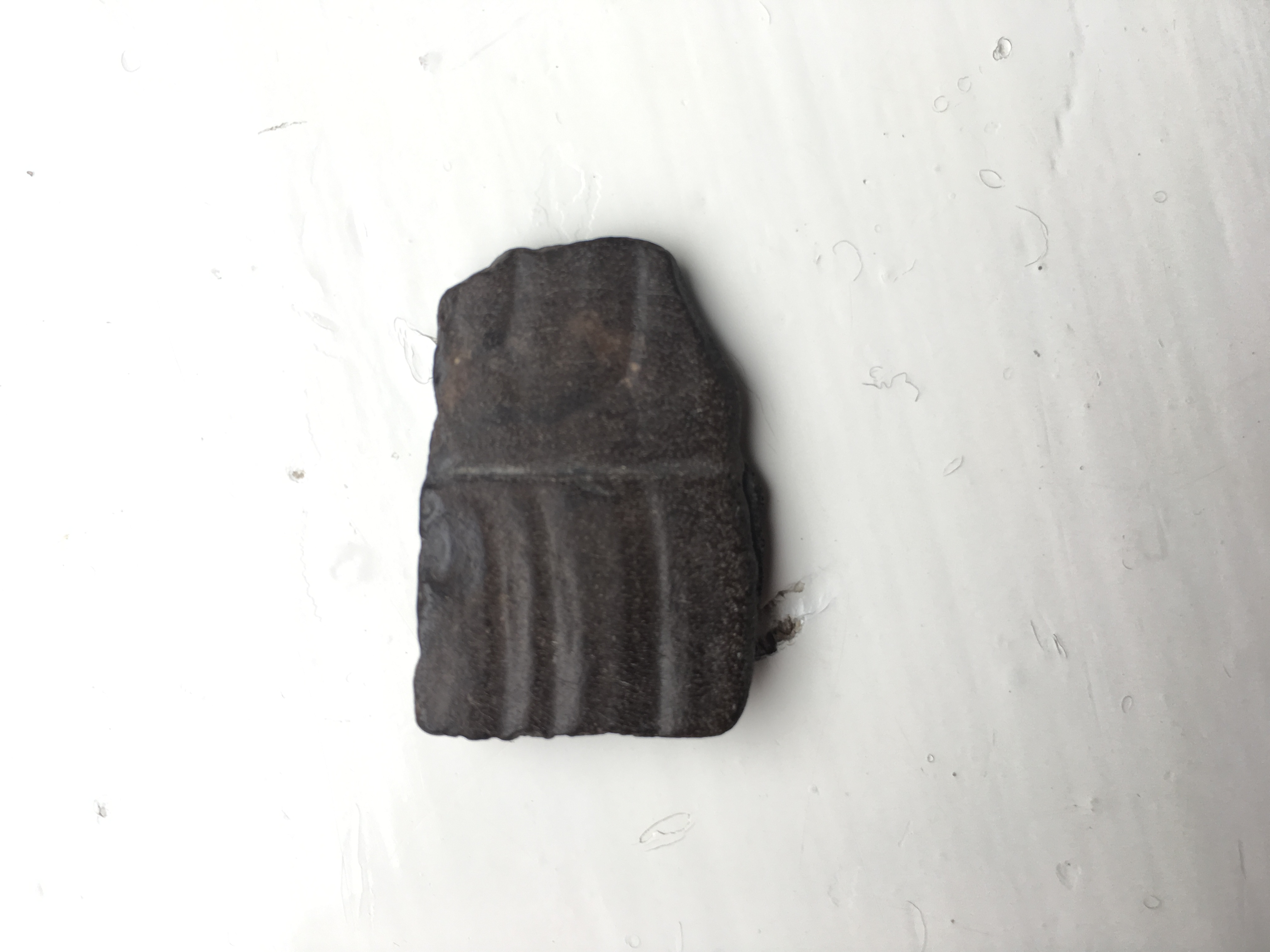 Unidentified Testudine Carapace - Fossil ID - The Fossil Forum