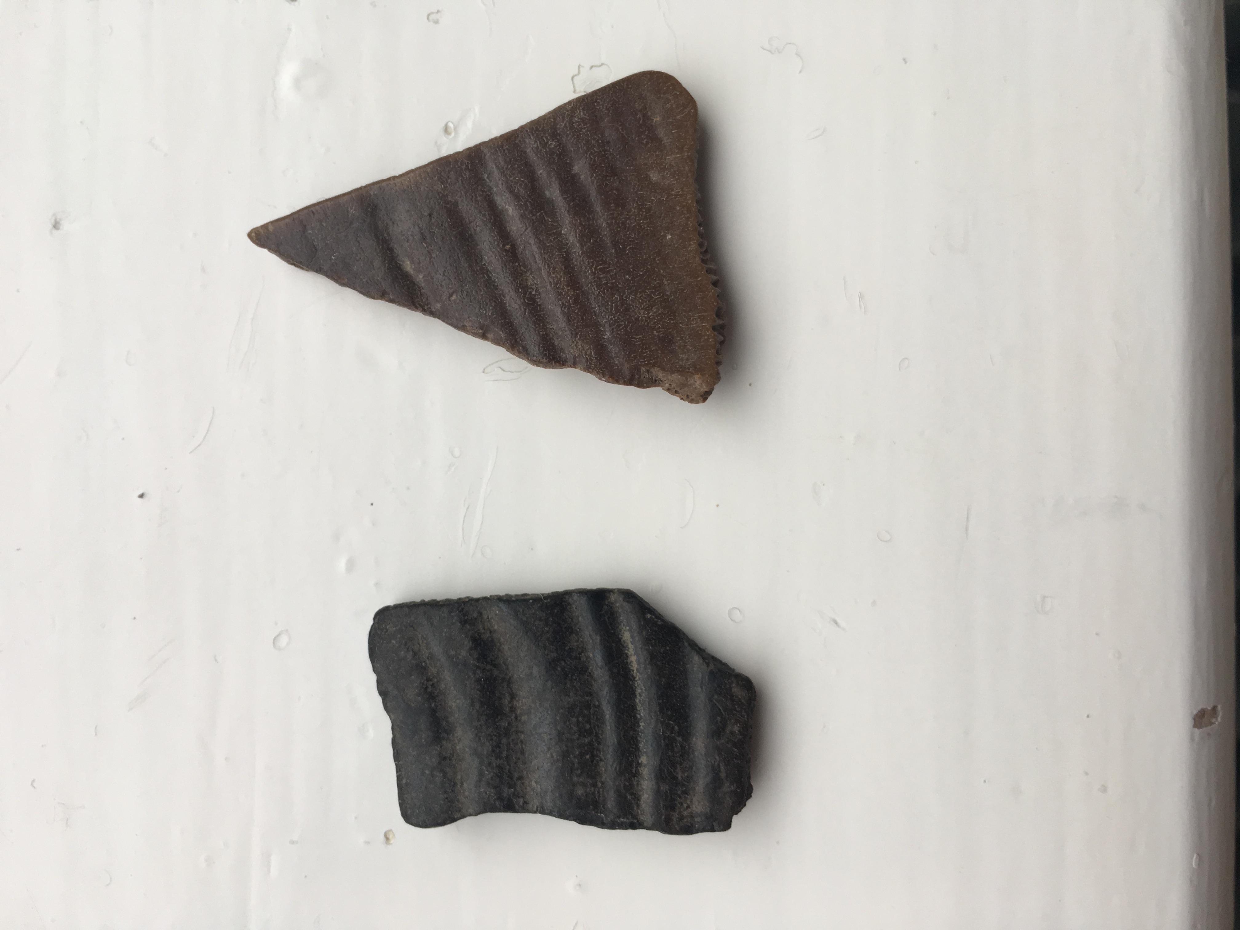Unidentified Testudine Carapace - Fossil ID - The Fossil Forum